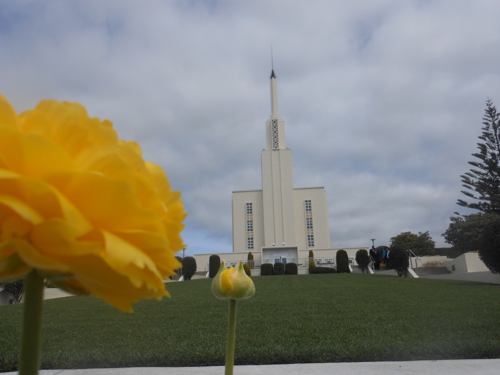 Elder Connor Ward's Mission: Sweet Experience-Hamilton NZ Temple!!!